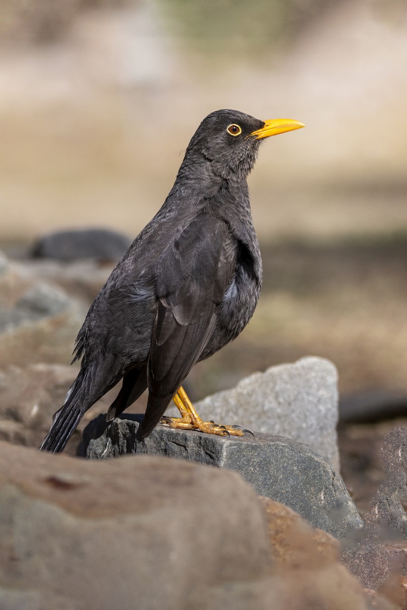 ML621740044 - Chiguanco Thrush - Macaulay Library