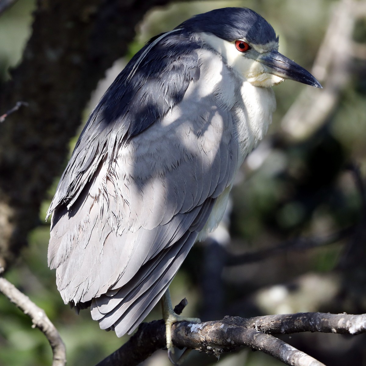 eBird Checklist - 2 Aug 2023 - NJ-52 S, Ocean City US-NJ (39.2880,-74. ...