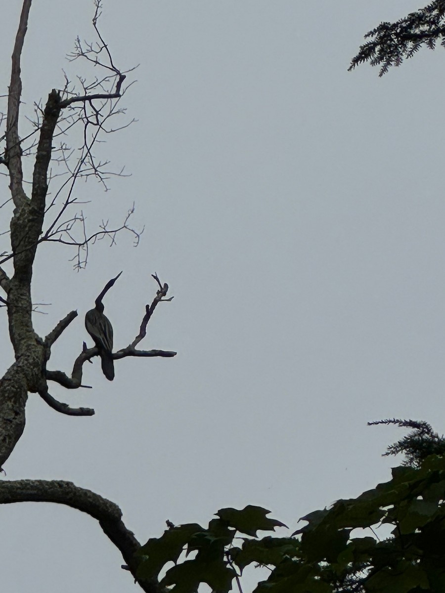 eBird Checklist - 22 Jul 2024 - Duke Farms IBA - 21 species