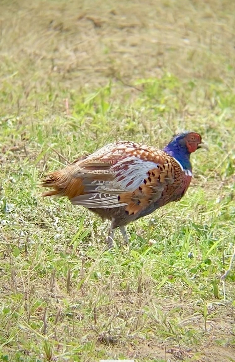 eBird Checklist - 22 Jul 2024 - Sachuest Point NWR - 9 species