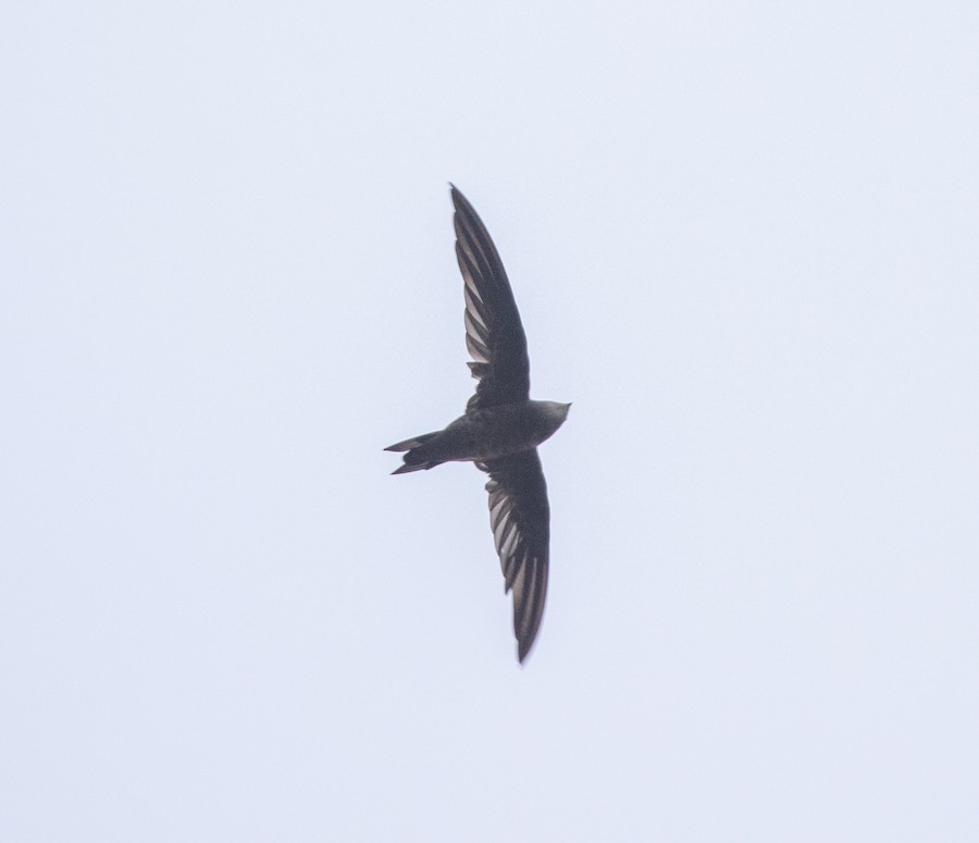 Horus Swift (Brown-rumped) - eBird
