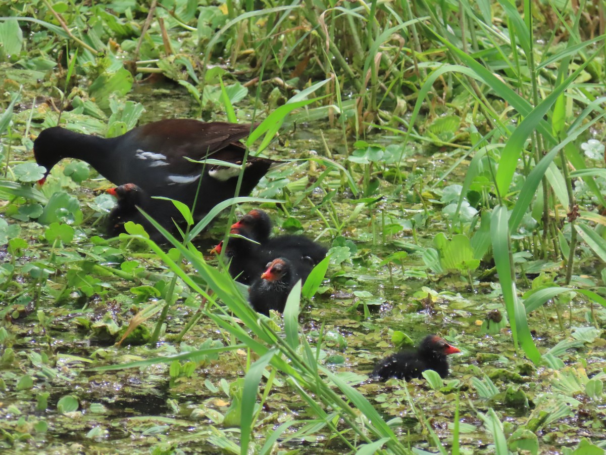 eBird Checklist - 22 Jul 2024 - Loxahatchee NWR - 21 species