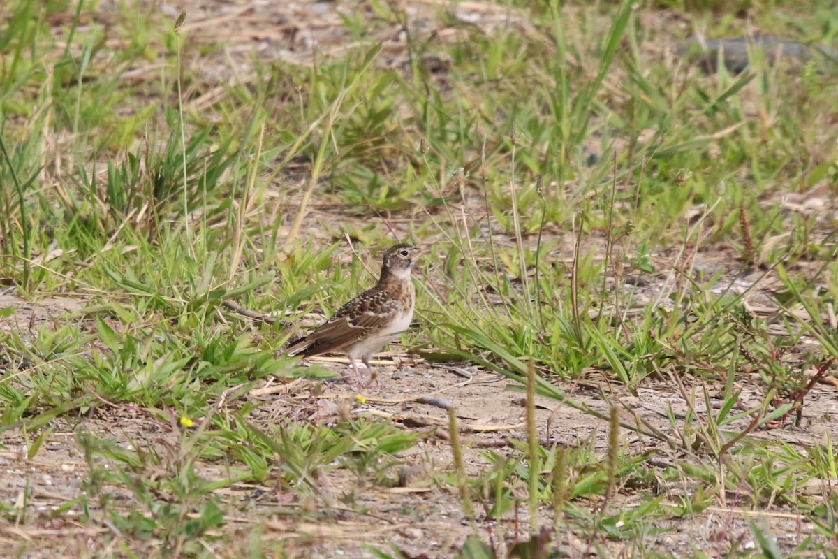 eBird Checklist - 22 Jul 2024 - Kettle Point - west end (Elder's Lodge ...