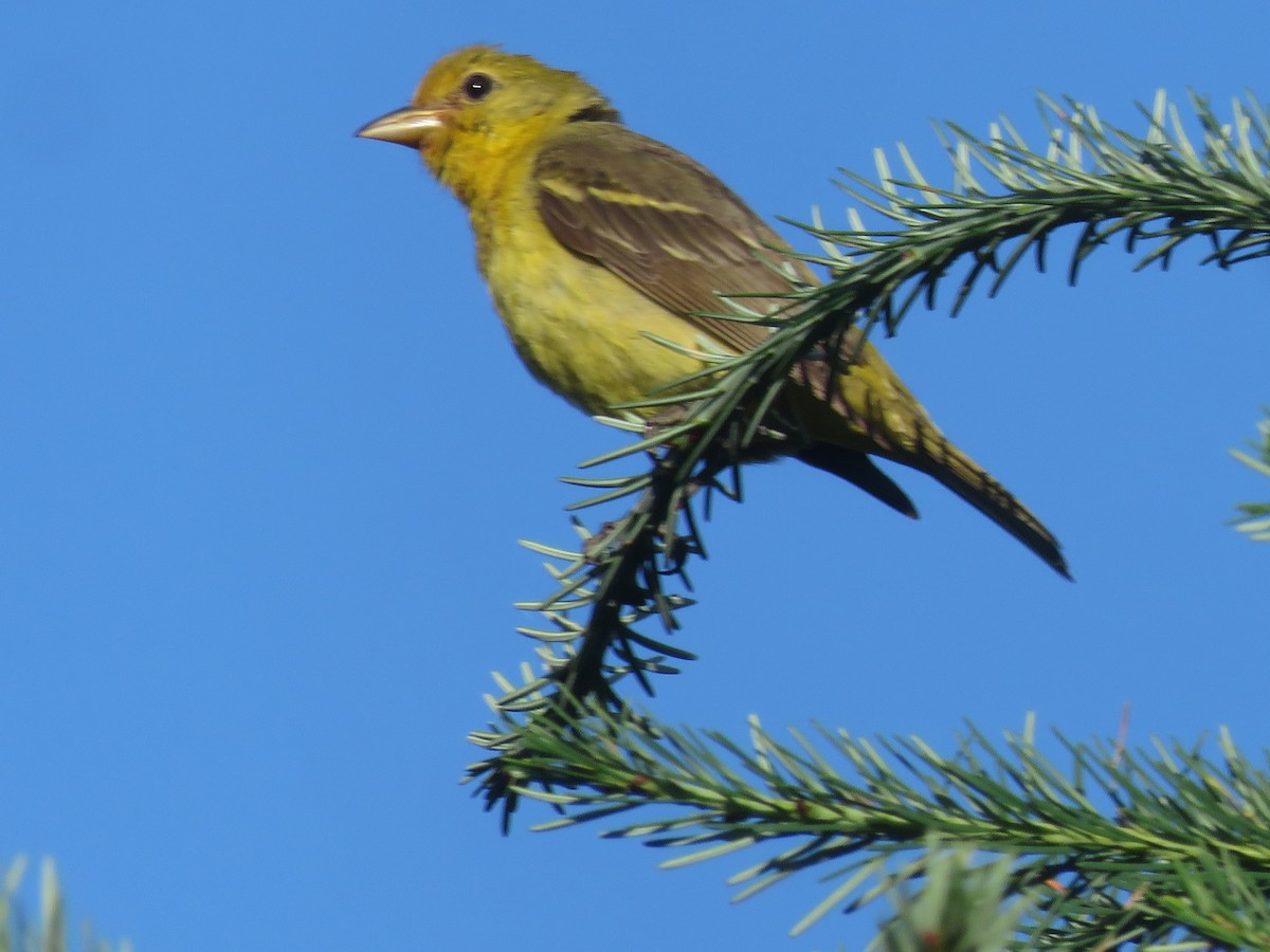 eBird Checklist - 21 Jul 2024 - Lost Mountain DNR - 30 species (+1 ...