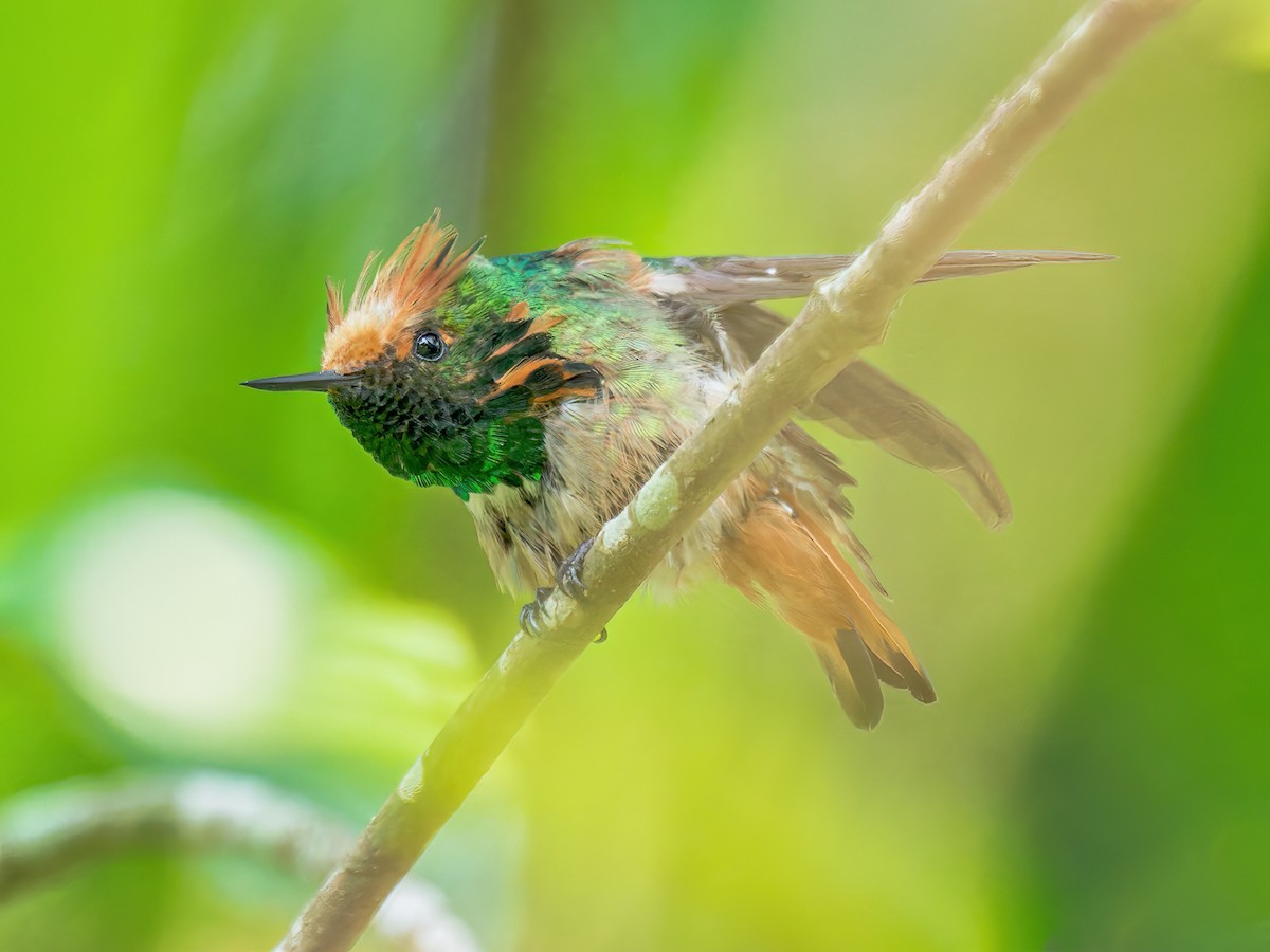 Short-crested Coquette - Lophornis brachylophus - Birds of the World
