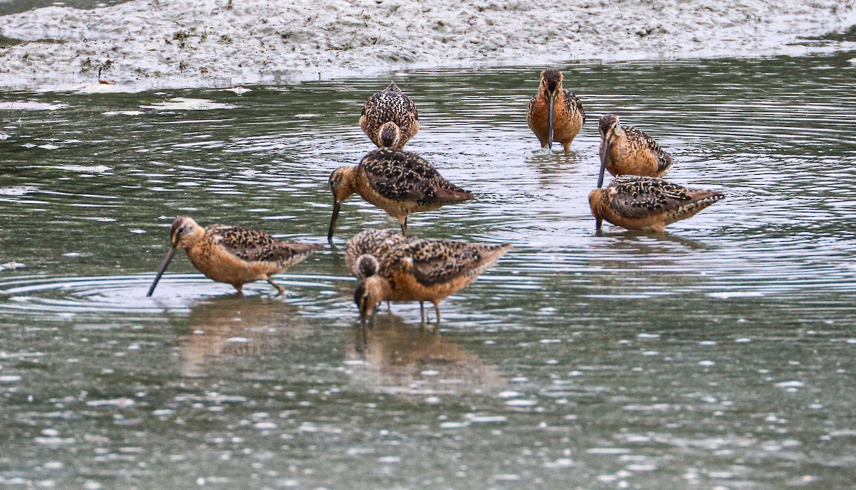 eBird Checklist - 22 Jul 2024 - Levee Pond - 17 species