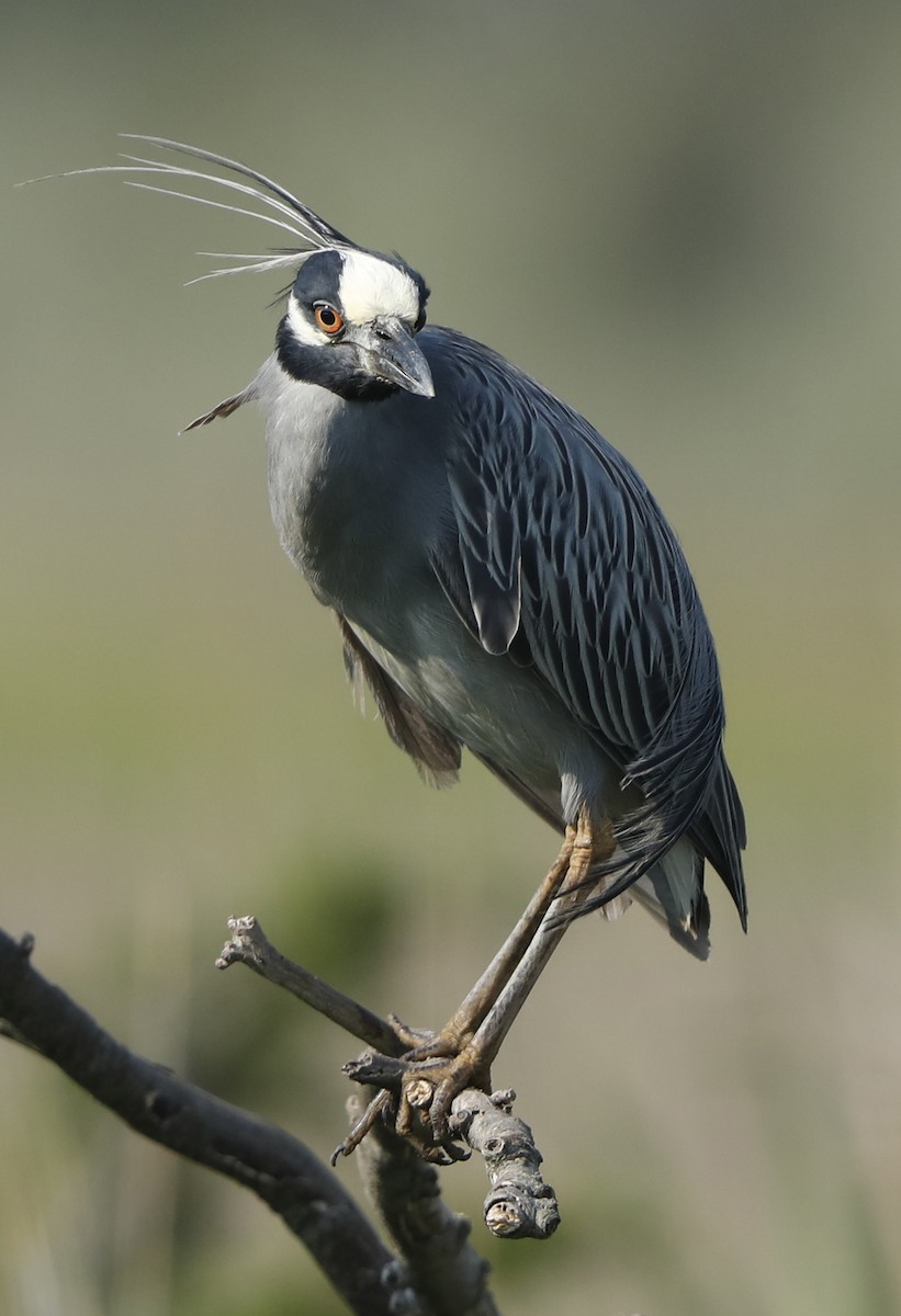eBird Checklist - 10 Jun 2023 - NJ-52 S, Ocean City US-NJ (39.2880,-74. ...