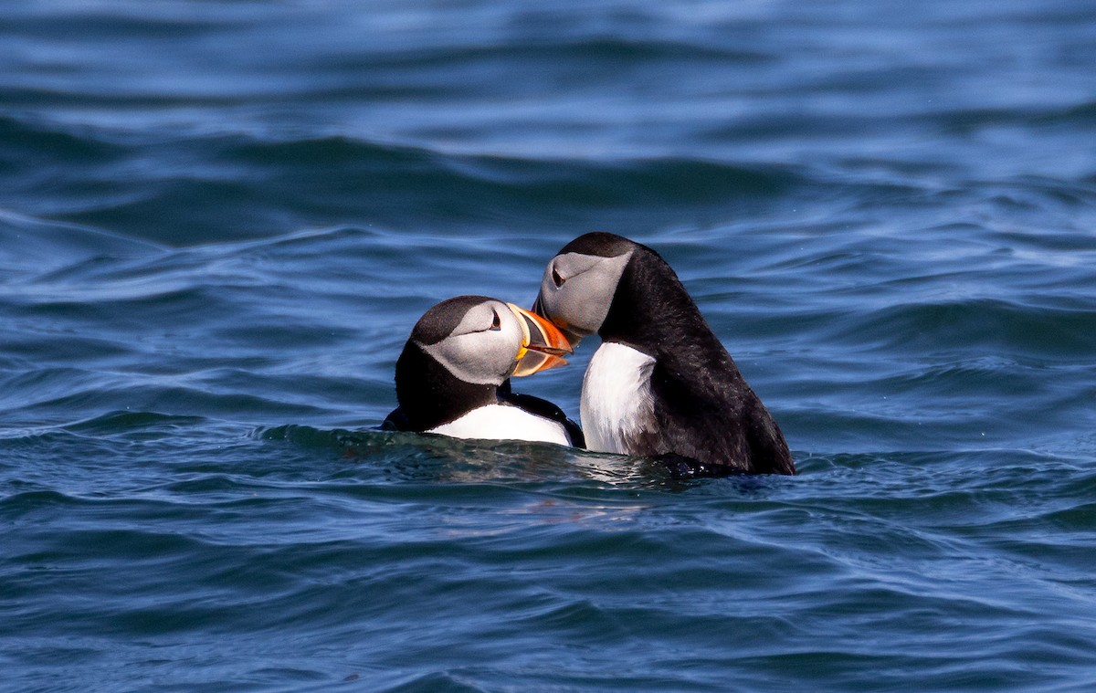eBird Checklist - 19 Jul 2024 - Boat Trip, Cutler-Machias Seal Island ...