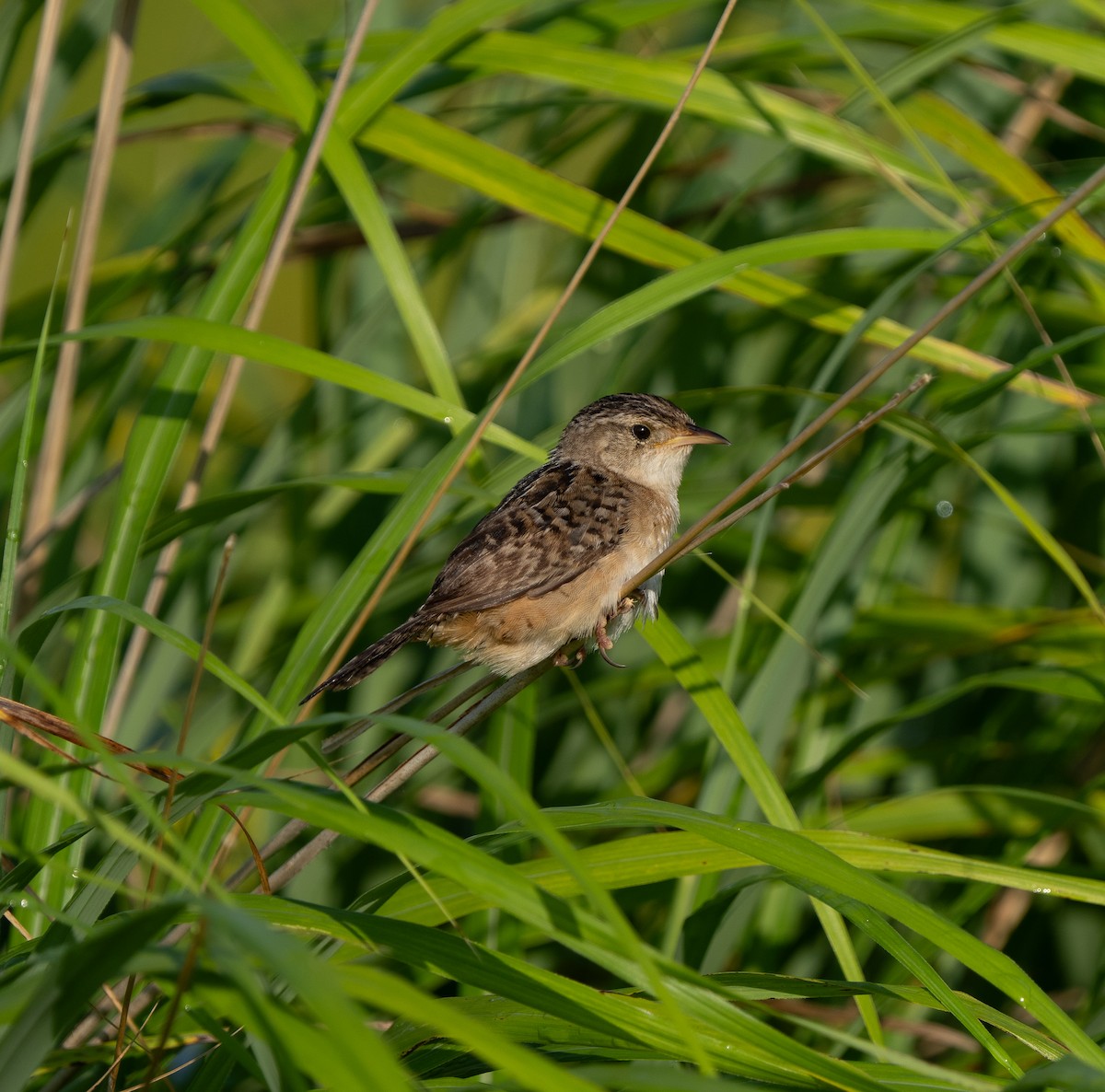 eBird Checklist - 23 Jul 2024 - Laurel Run Park - 9 species