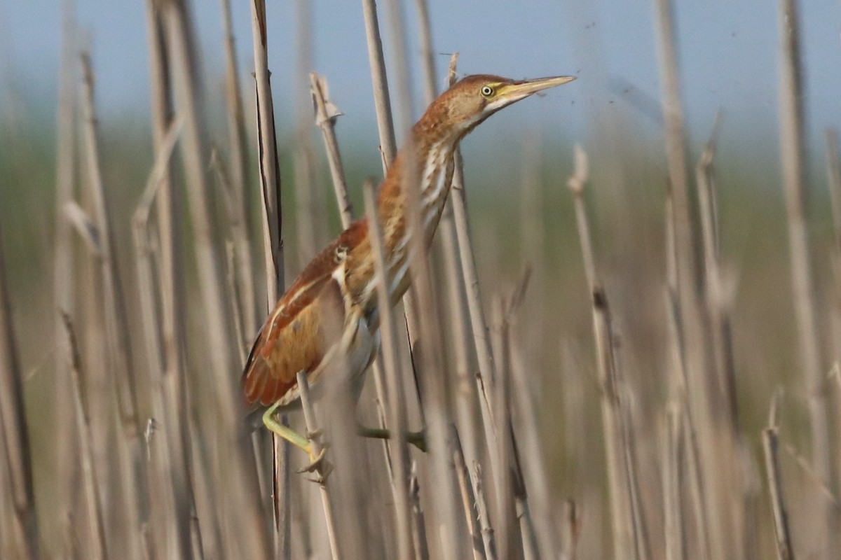 eBird Checklist - 7 Jul 2024 - **Back Bay NWR - 38 species