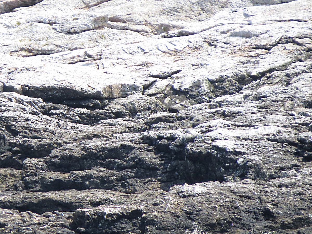 eBird Checklist - 22 Jul 2024 - Isles of Shoals--White and Seavey ...