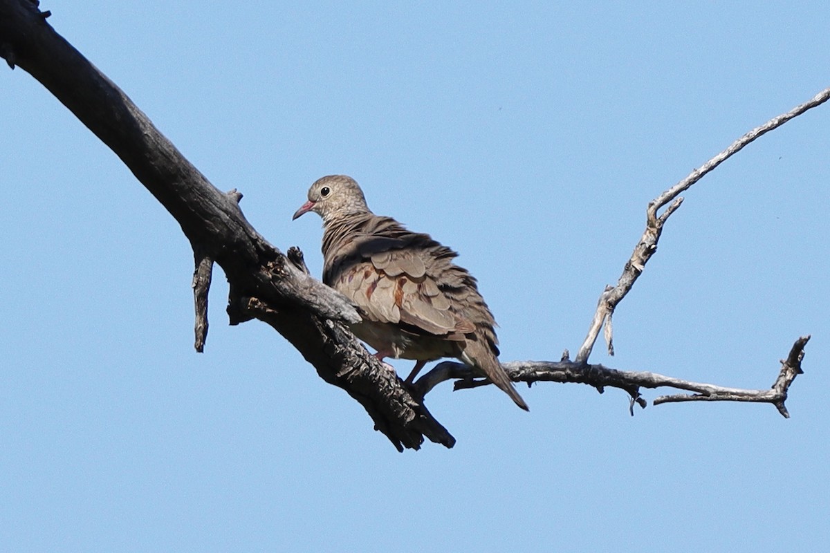 eBird Checklist - 23 Jul 2024 - Madera Canyon--Proctor Rd. - 28 species