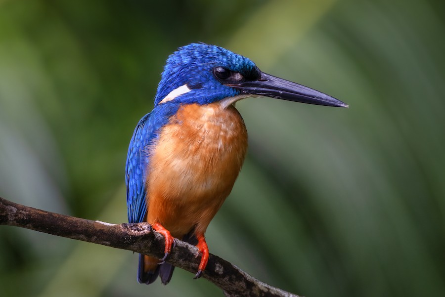 guarda-rios [grupo hispidoides] - eBird