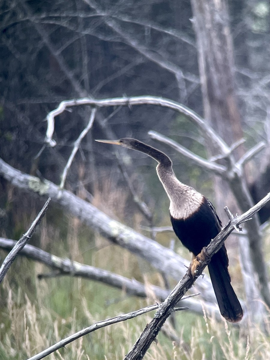 eBird Checklist - 23 Jul 2024 - 74–116 Hewett Rd, Somerville US-ME 44. ...