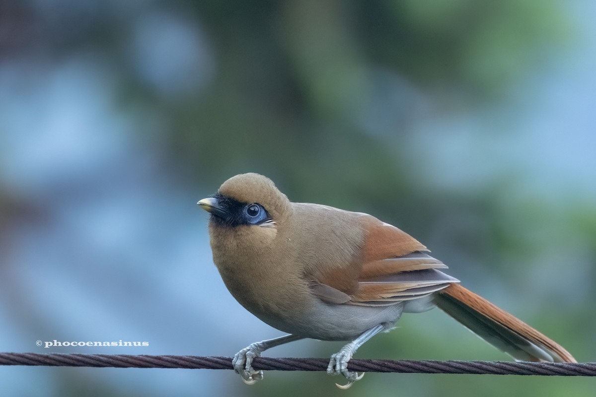 ML621803375 - Buffy Laughingthrush - Macaulay Library