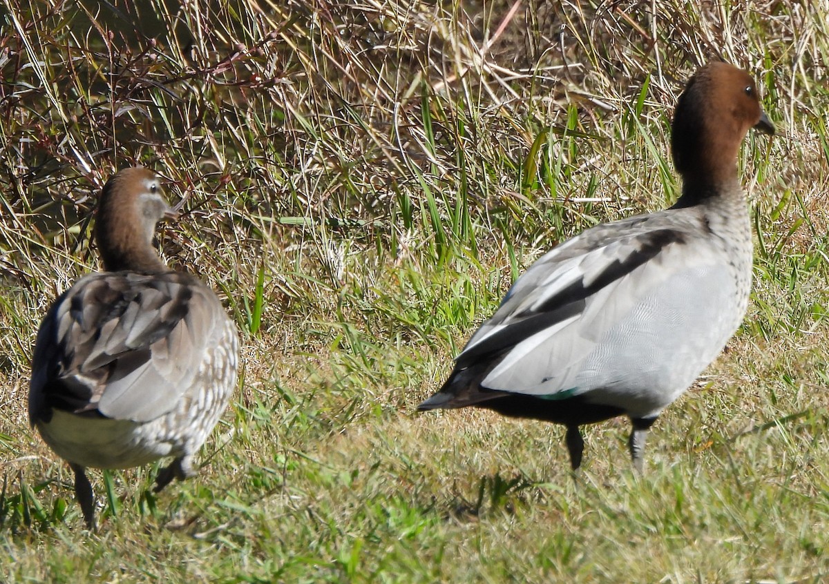 eBird Checklist - 23 Jul 2024 - Flinders Conservation Estate--Hardings ...