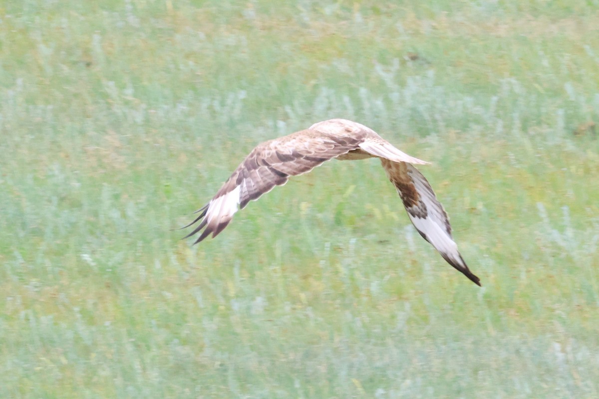 Taiwan Bird Atlas Checklist - 12 Jun 2024 - 蒙古國--哈拉和林 Elsen Tasarkhai ...
