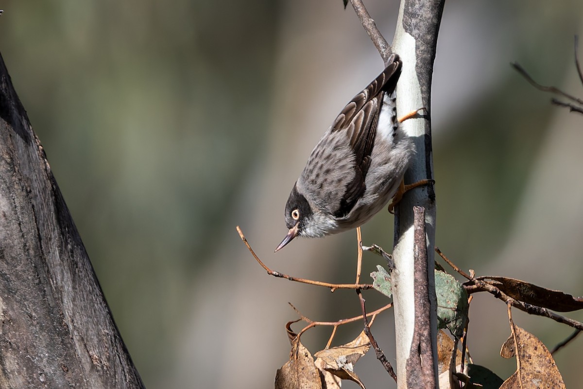 eBird Checklist - 24 Jul 2024 - Greater Bendigo National Park--Camp ...