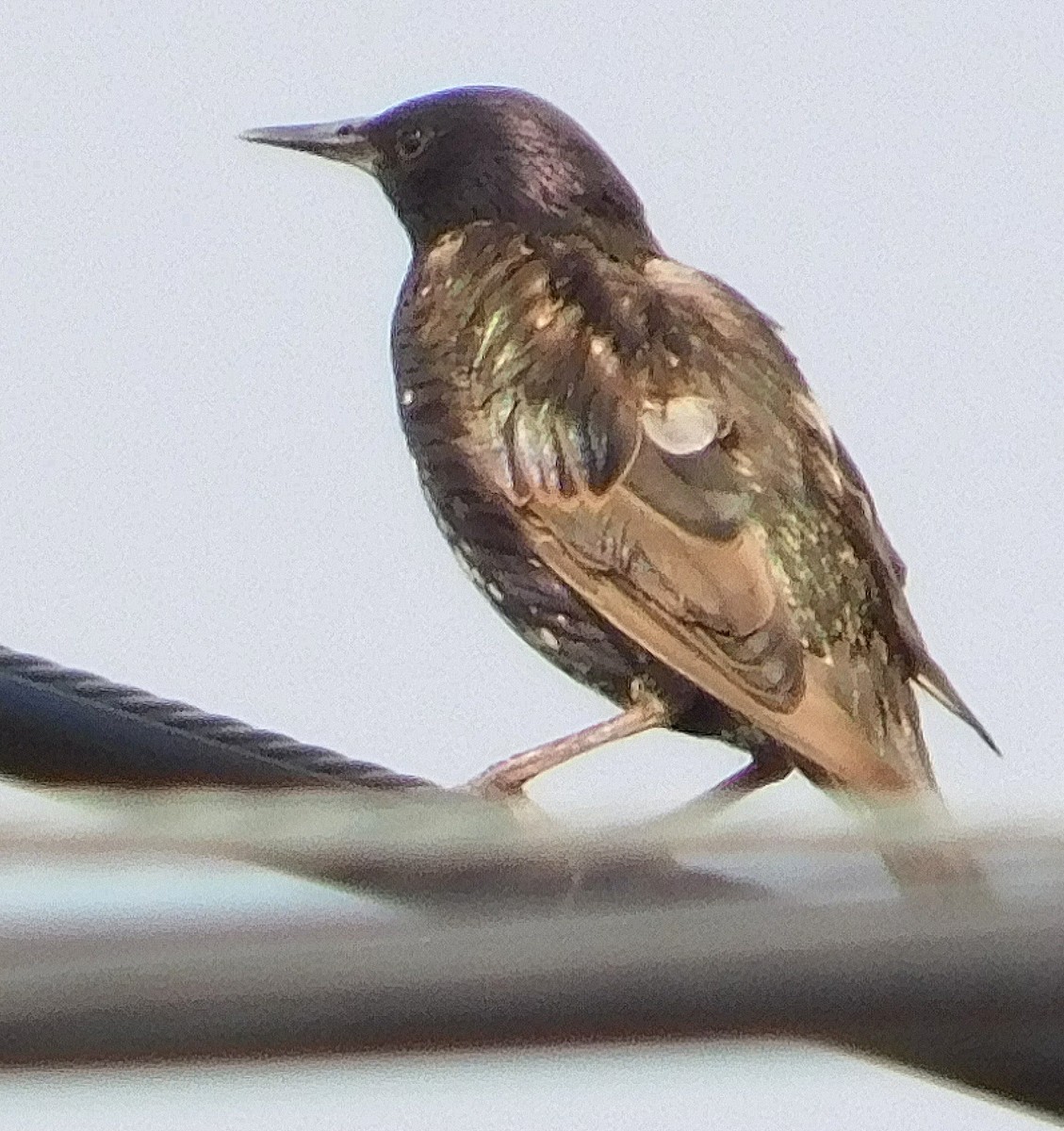 eBird Checklist - 24 Jul 2024 - My backyard - 4 species