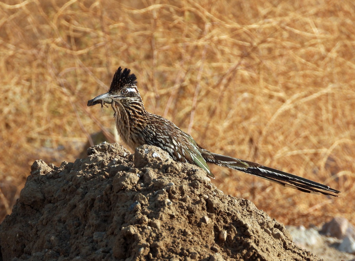 eBird Checklist - 24 Jul 2024 - Frank G. Bonelli RP/Puddingstone ...