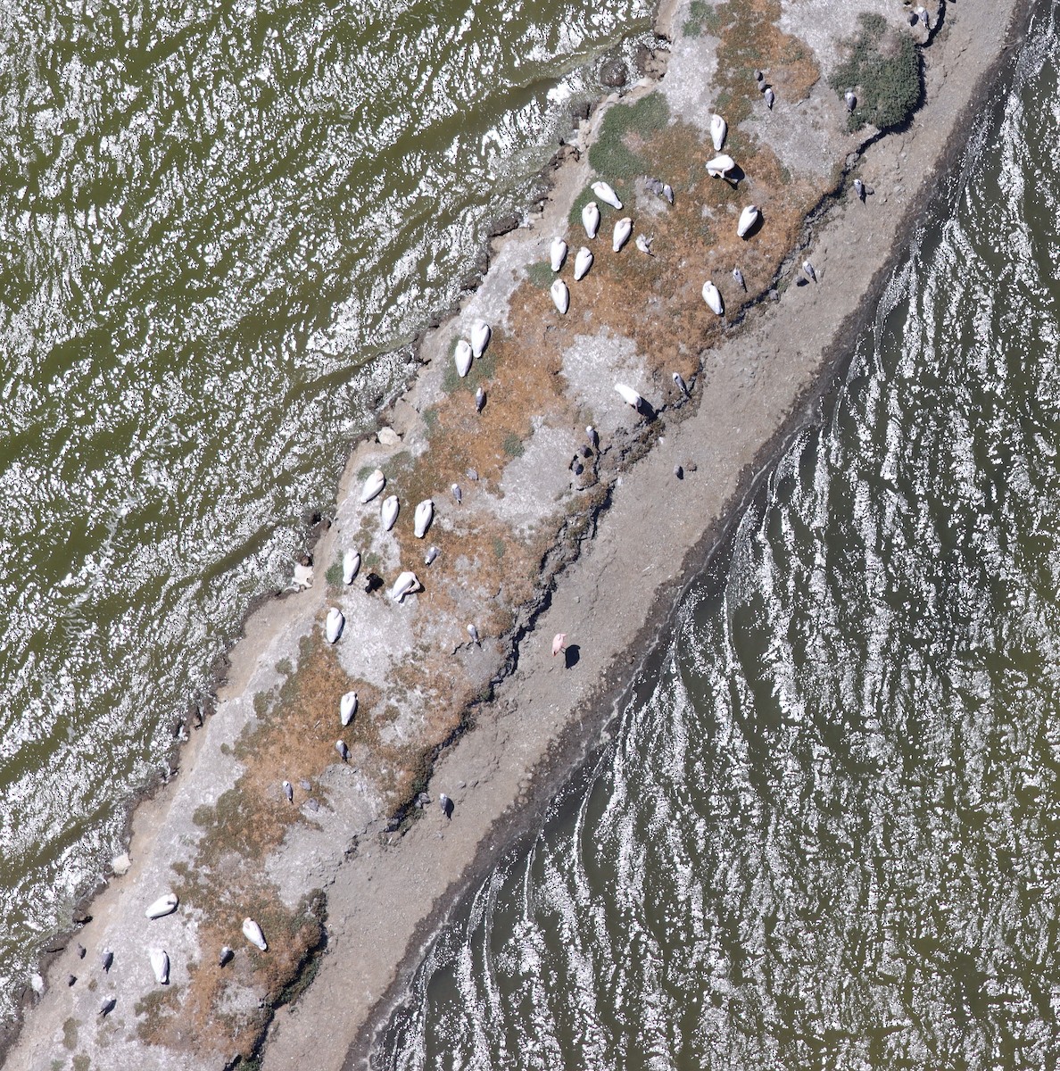 eBird Checklist - 7 Jun 2024 - Western N-S Levee of Pond N3A - 1 species