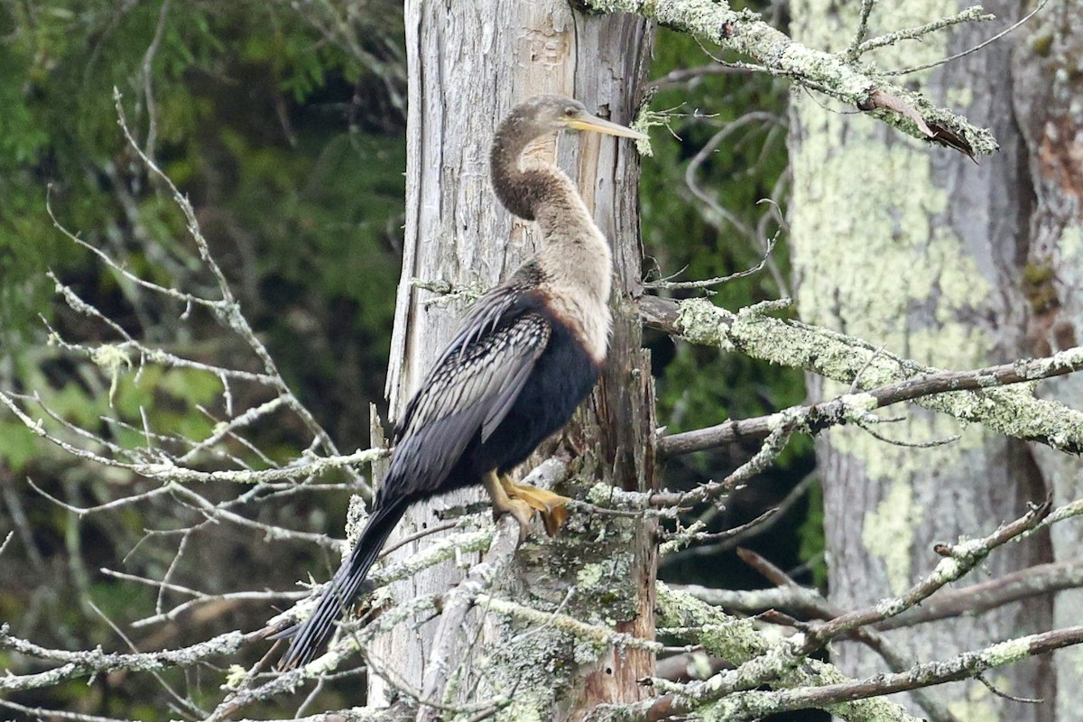 eBird Checklist - 24 Jul 2024 - stakeout Anhinga, Somerville (2024) - 19 species