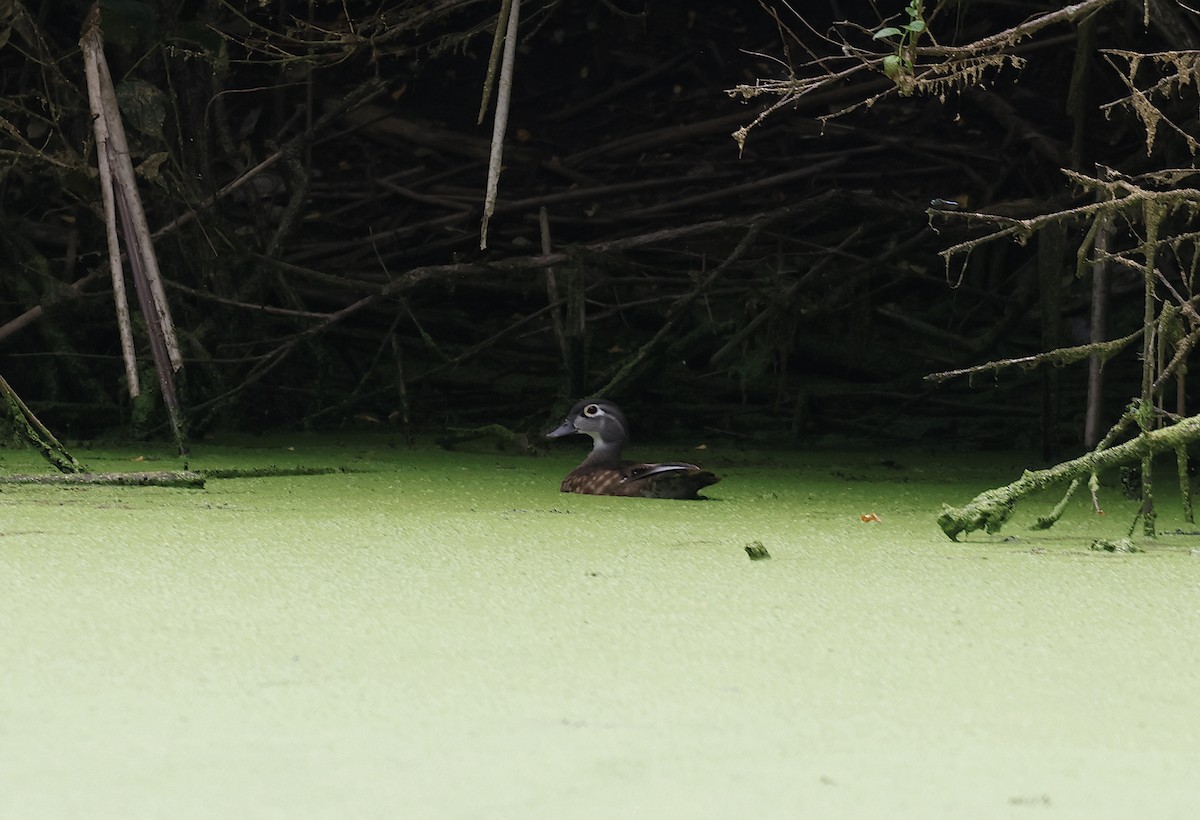 eBird Checklist - 24 Jul 2024 - Pinery Pond, Oakville, ON - 5 species ...