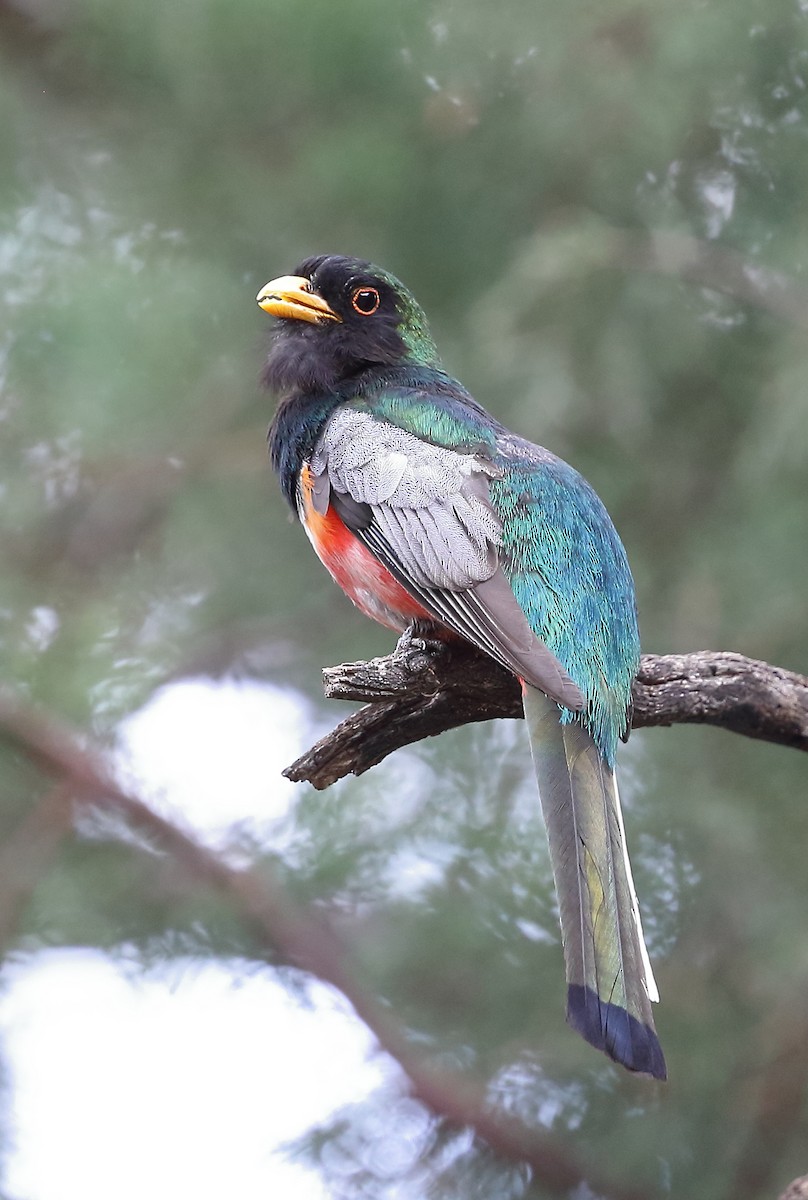 ML621819708 - Elegant Trogon - Macaulay Library