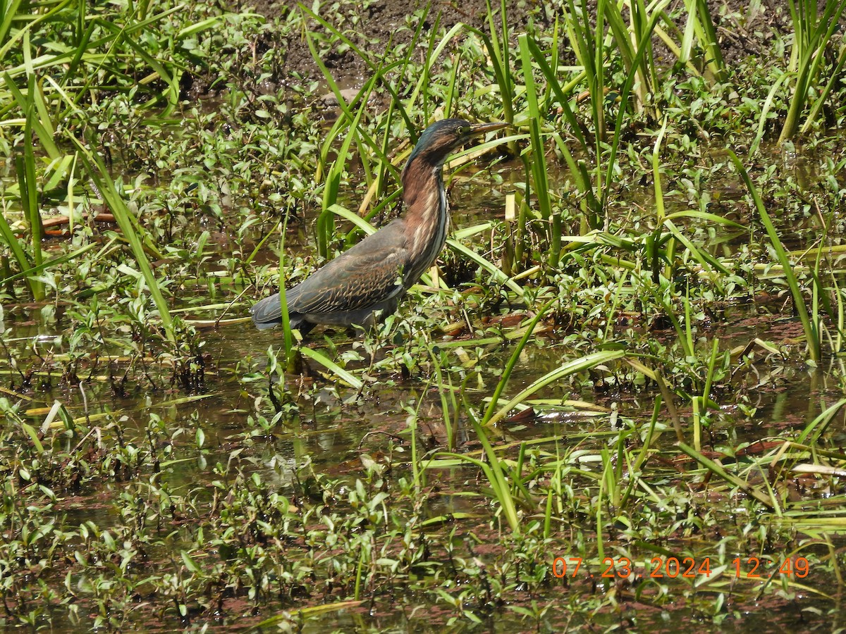 eBird Checklist - 23 Jul 2024 - Row River Nature Park (East Regional ...