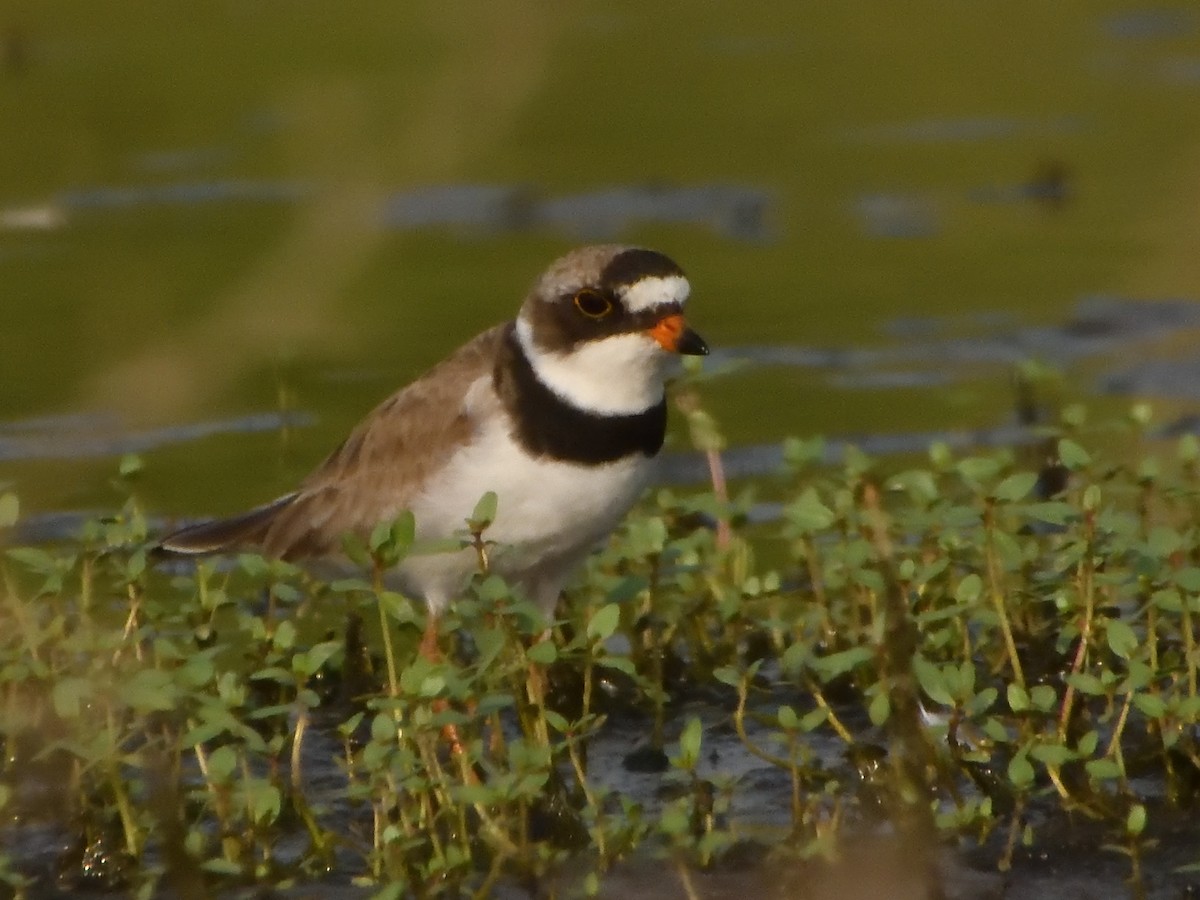 eBird Checklist - 24 Jul 2024 - Blacks Creek Bird Reserve - 32 species