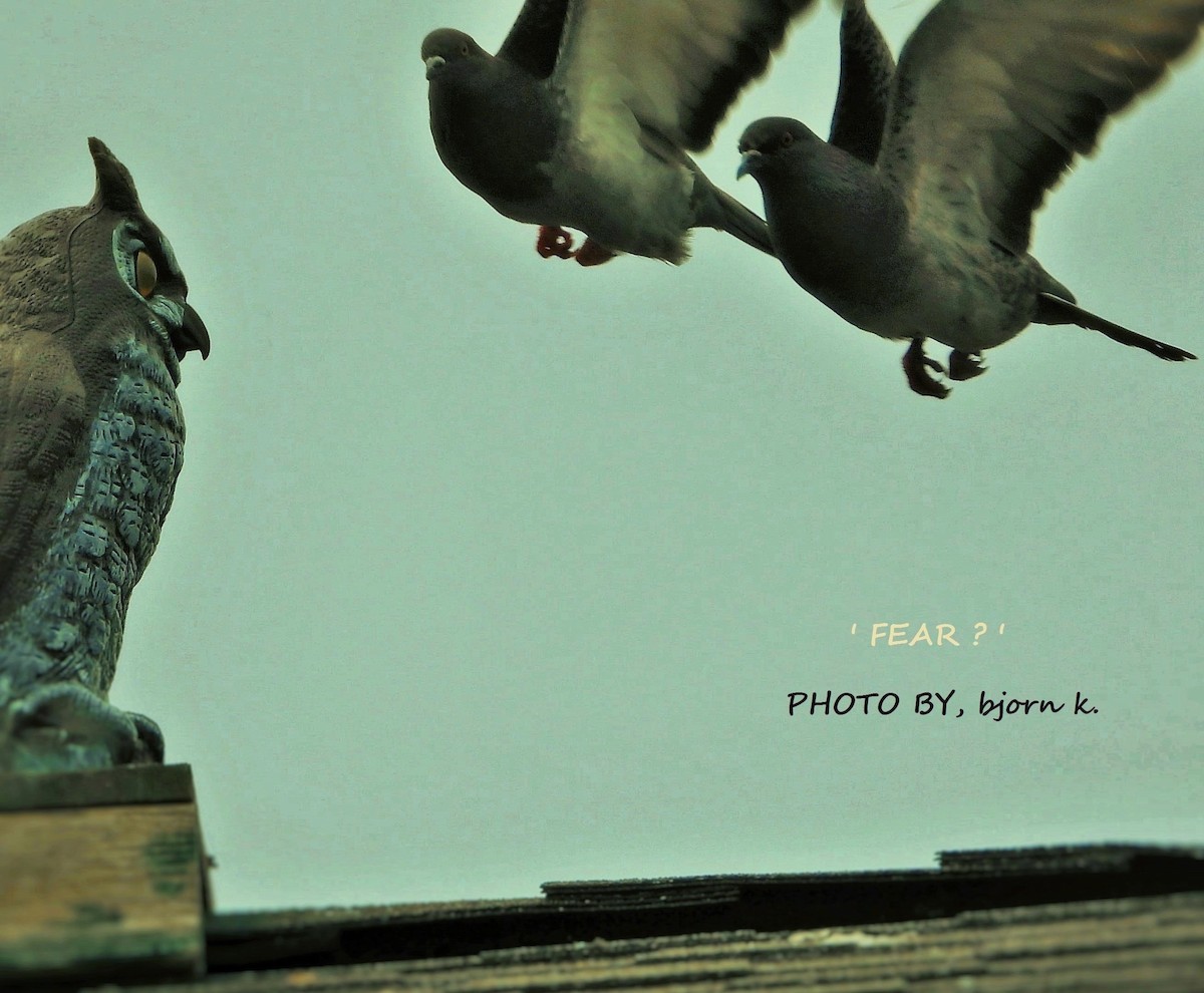 eBird Checklist - 24 Jul 2024 - NEAR THE CAR WASH, on the roof ! - 1 ...