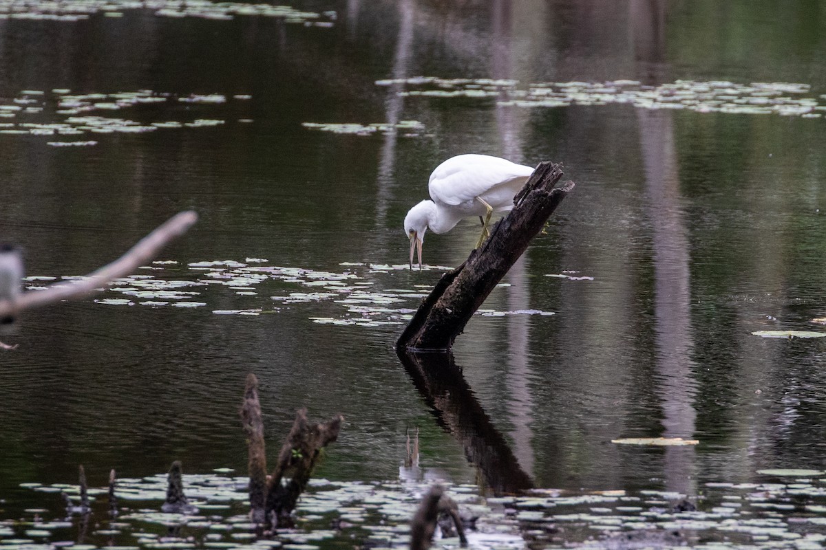 eBird Checklist - 24 Jul 2024 - Assabet River NWR - 27 species
