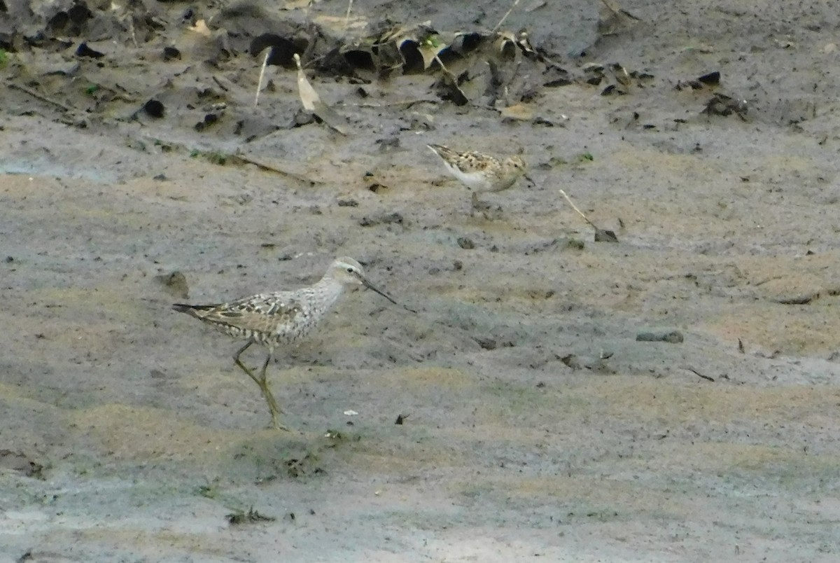 eBird Checklist - 24 Jul 2024 - Spruce Run Recreation Area - 13 species
