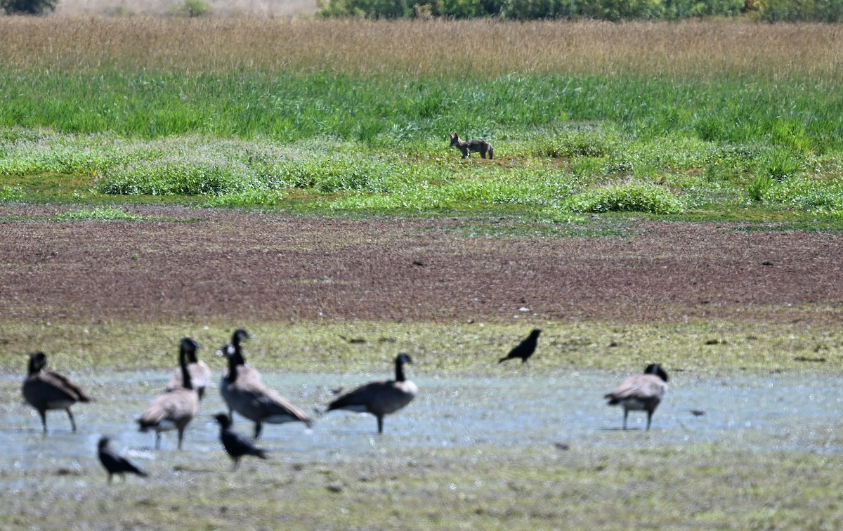 eBird Checklist - 24 Jul 2024 - Fern Ridge WMA--Royal Ave. area ...