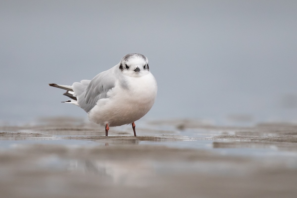 ML621828628 - Little Gull - Macaulay Library