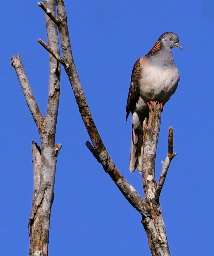 eBird Checklist - 25 Jul 2024 - Oxley Creek Common - 47 species