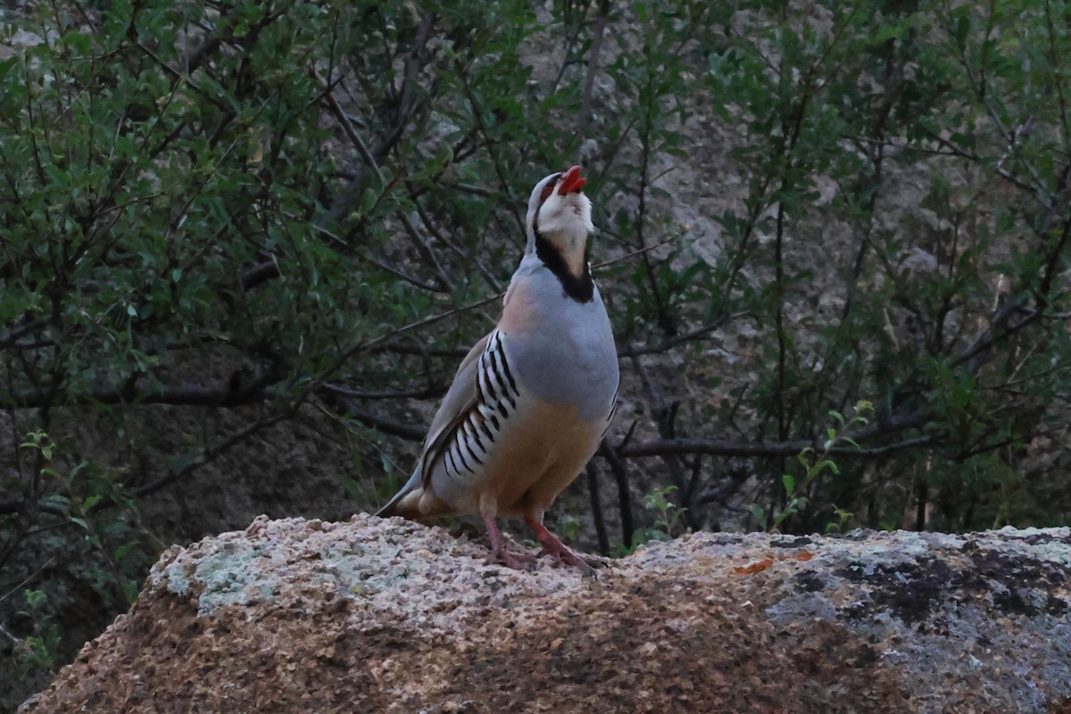 Taiwan Bird Atlas Checklist - 12 Jun 2024 - 蒙古國--Khogo Khan Mountain ...