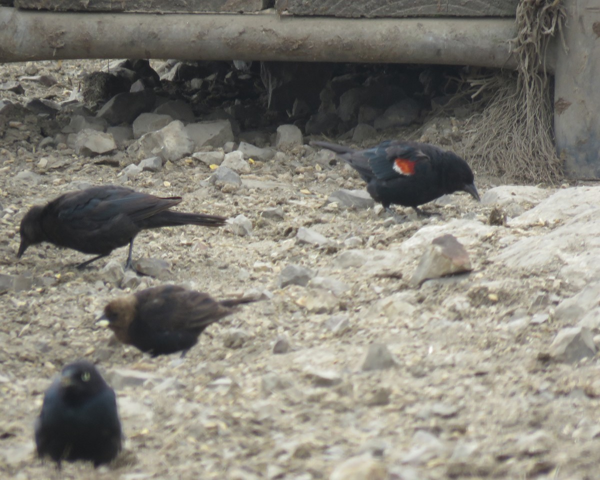 eBird Checklist - 18 Jul 2024 - Pt. Reyes--Spaletta Plateau - 8 species