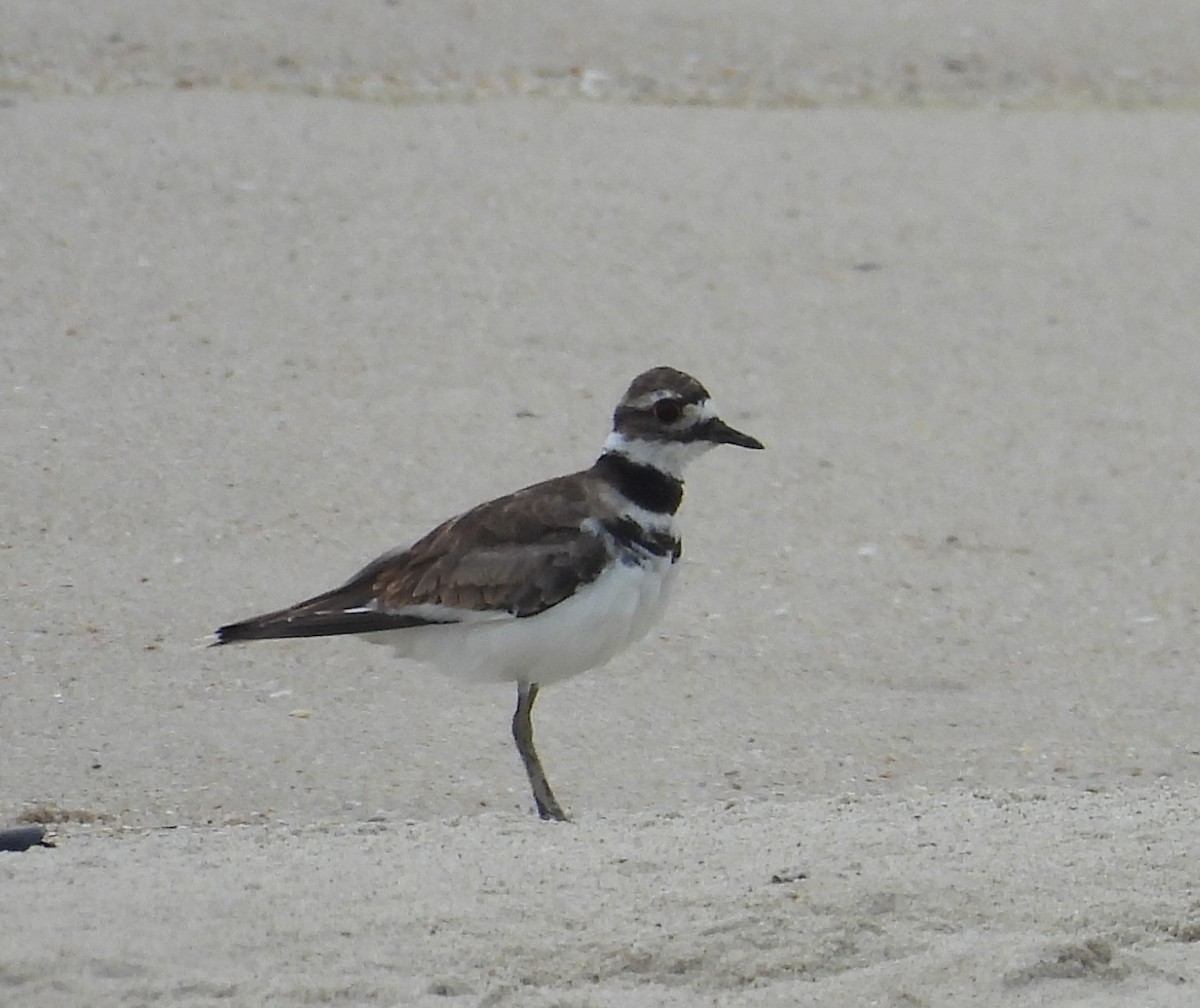 eBird Checklist - 25 Jul 2024 - Fletcher Lake - 11 species