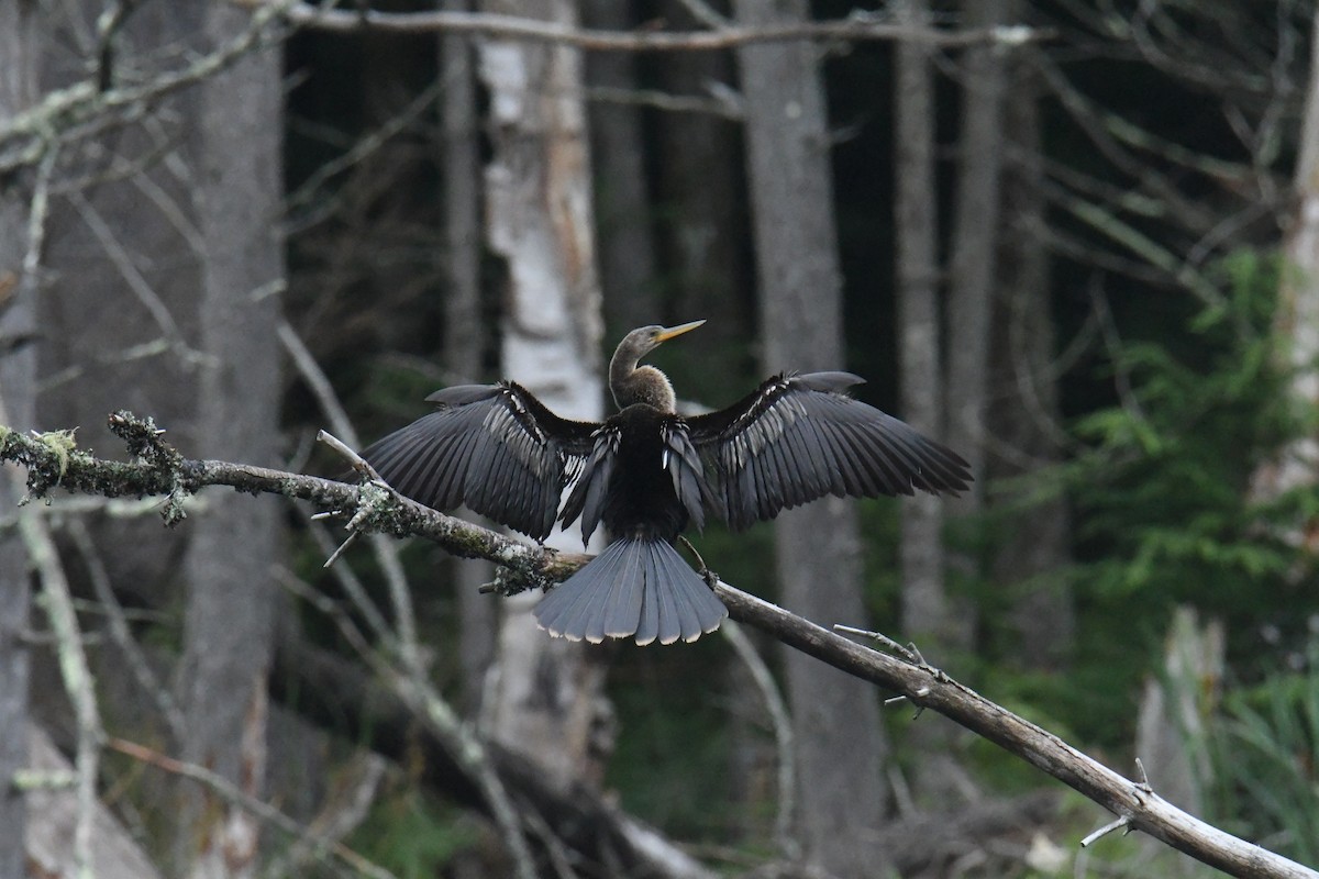 eBird Checklist - 25 Jul 2024 - stakeout Anhinga, Somerville (2024) - 6 species