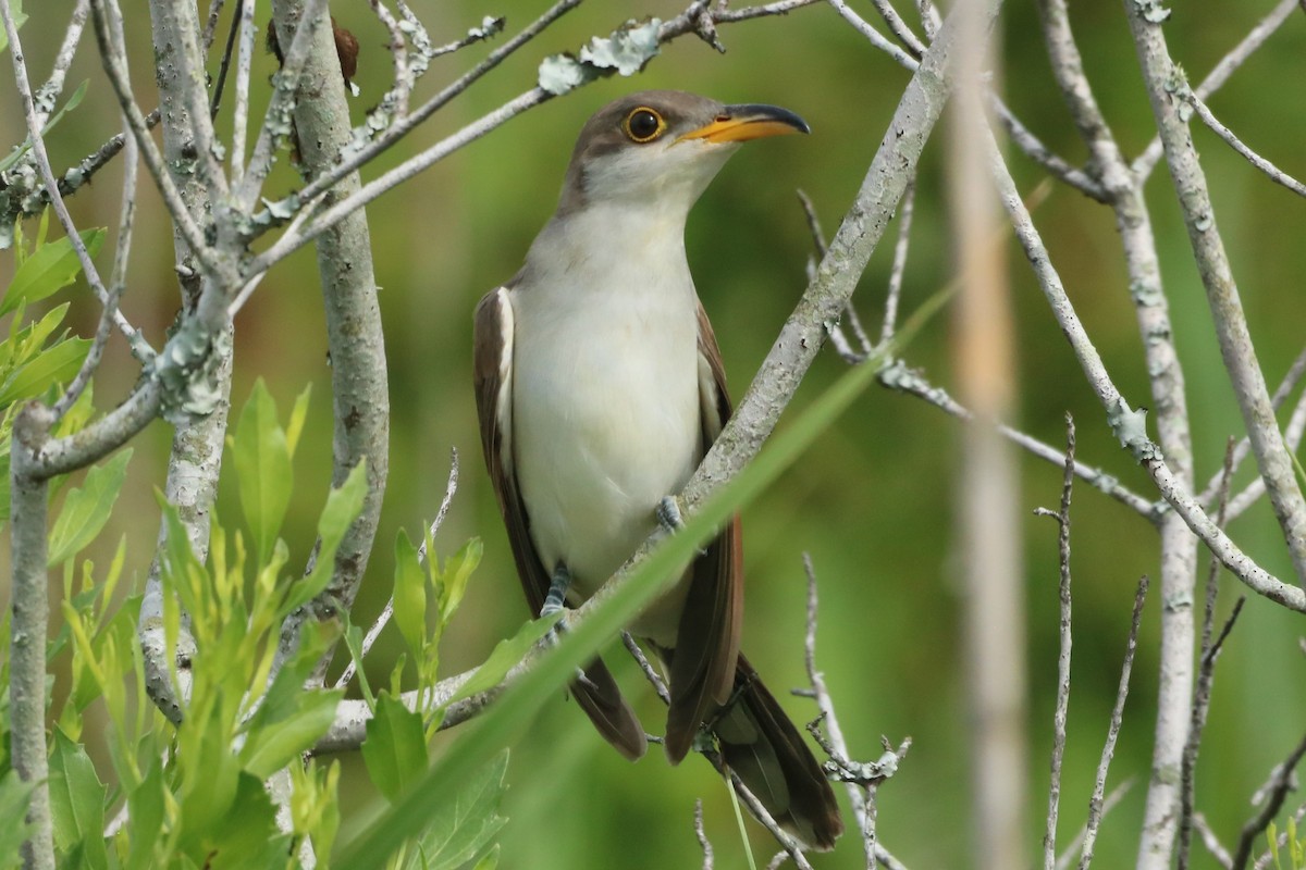 eBird Checklist - 24 Jul 2024 - **Back Bay NWR - 51 species