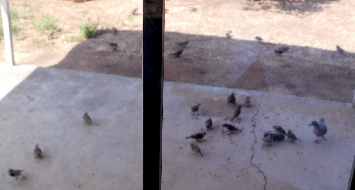 eBird Checklist - 25 Jul 2024 - My backyard - 3 species