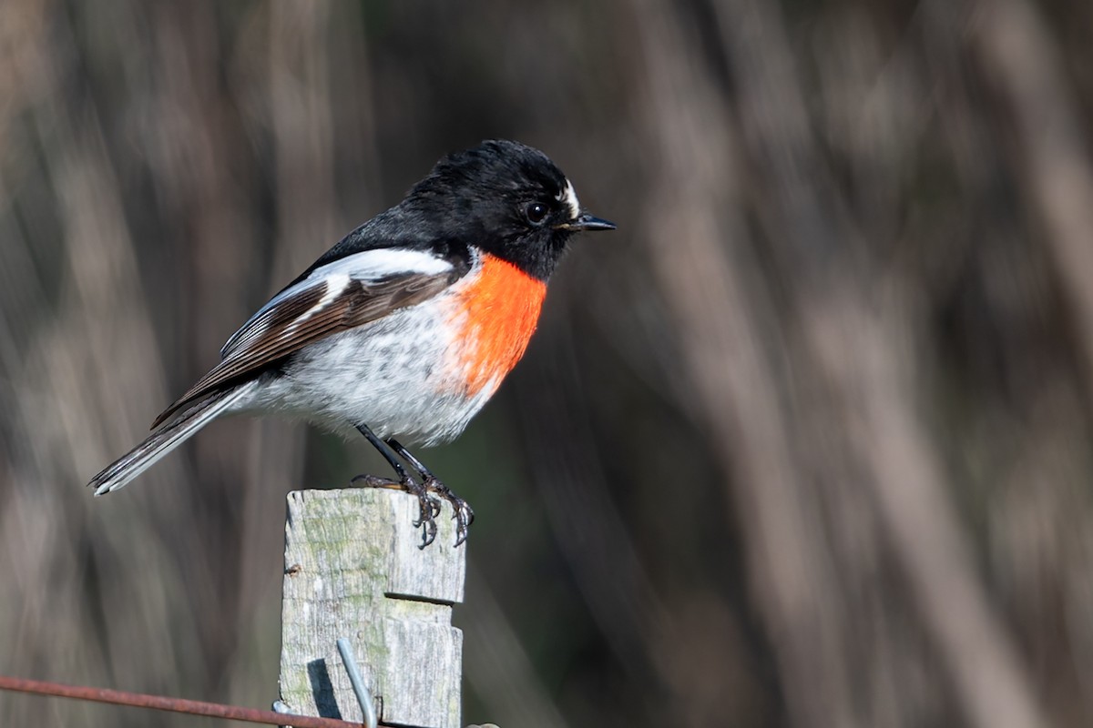 ML621858732 - Scarlet Robin - Macaulay Library