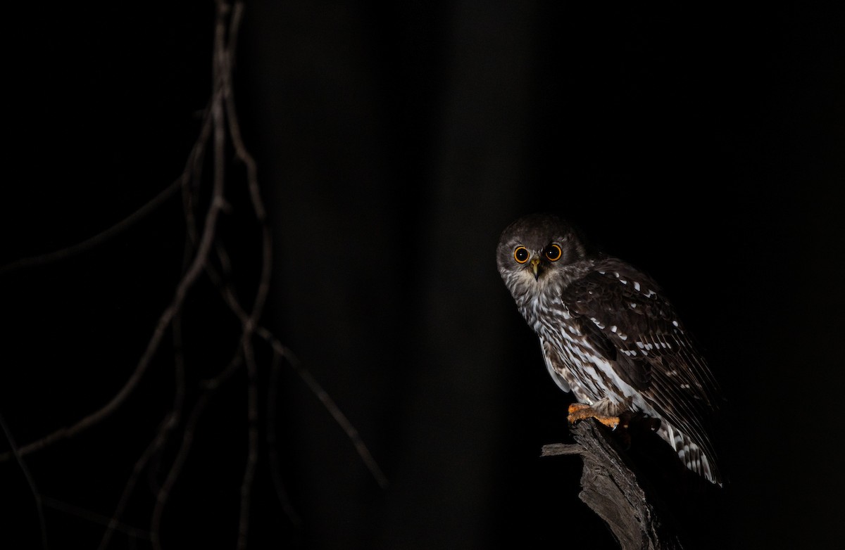 ML621866932 - Barking Owl - Macaulay Library