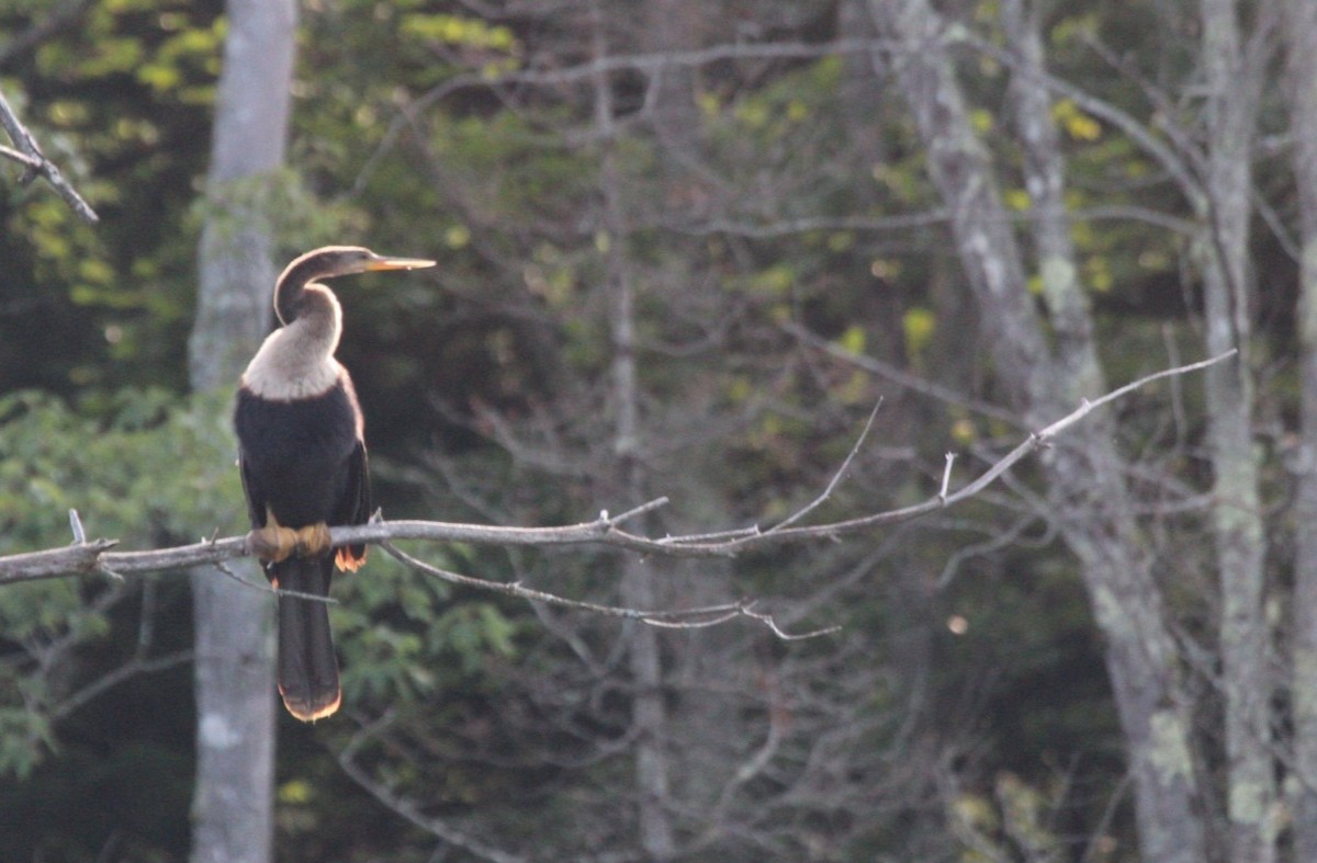 eBird Checklist - 26 Jul 2024 - stakeout Anhinga, Somerville (2024) - 8 species