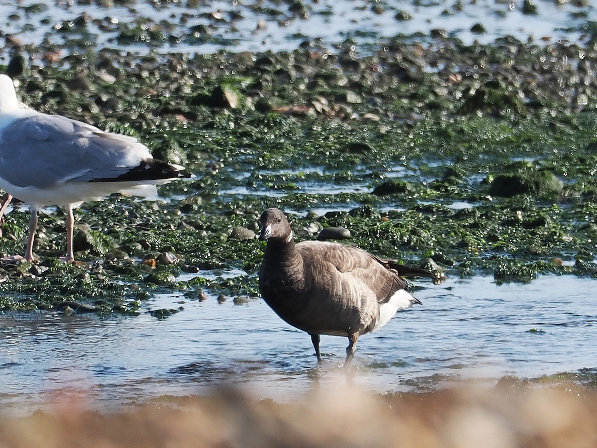 eBird Checklist - 26 Jul 2024 - Marine Parade and Swalecliffe ...