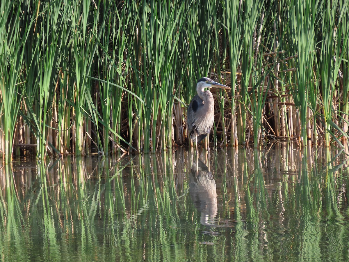 eBird Checklist - 26 Jul 2024 - Cheyenne Country Club - 24 species