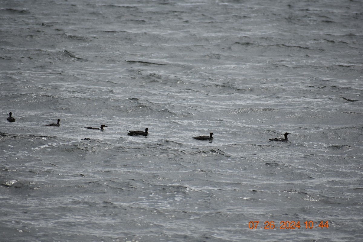 eBird Checklist - 26 Jul 2024 - Mille Lacs--Garrison Walleye Wayside ...