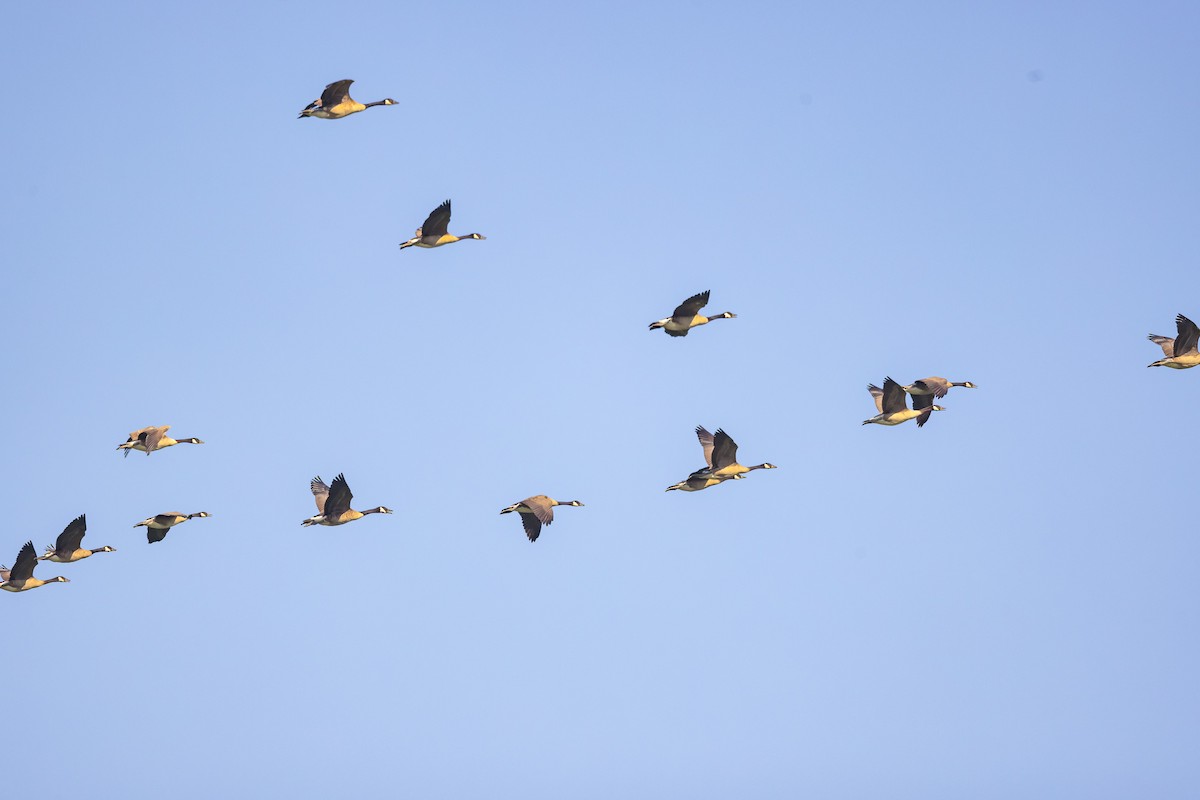 Pennsylvania Bird Atlas Checklist - 26 Jul 2024 - Old Swamp Rd ...