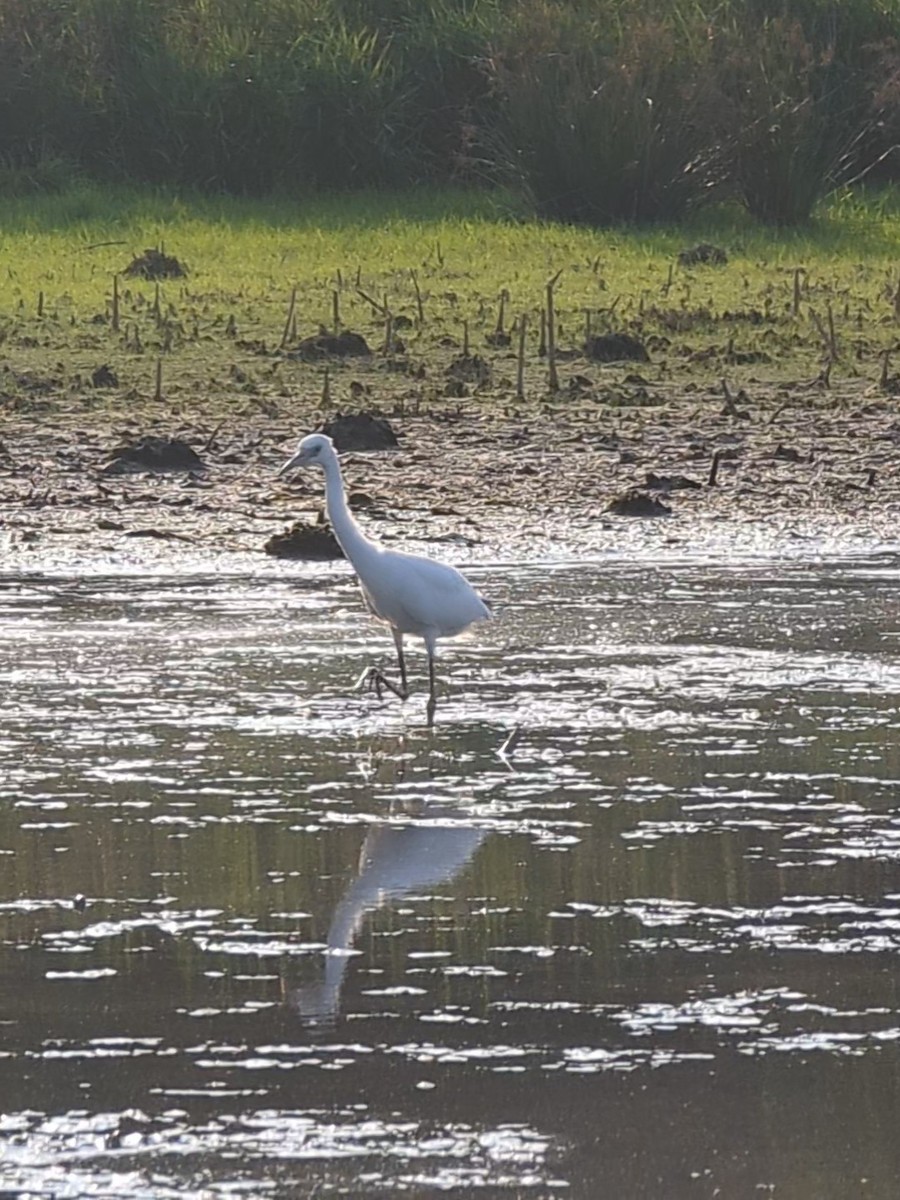 Pennsylvania Bird Atlas Checklist - 26 Jul 2024 - Donegal Lake - 20 species